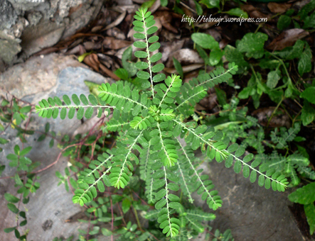 Phyllanthus Niruri: Unbelievable relief against kidney stones - Clear ...